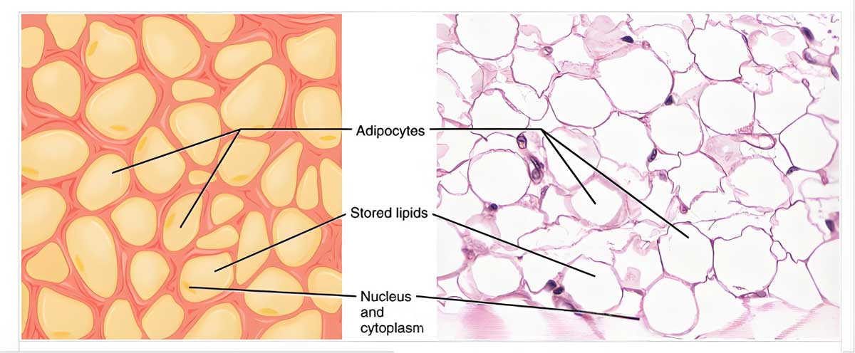 Standardizing SVF Isolation: Adipose Tissue Fractionation Kit & western ...