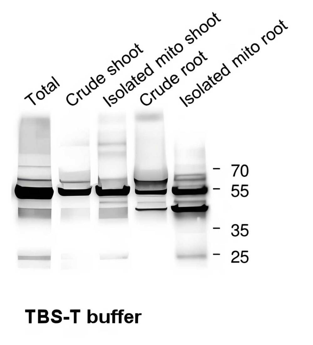 how to make tbs buffer – Ucallm