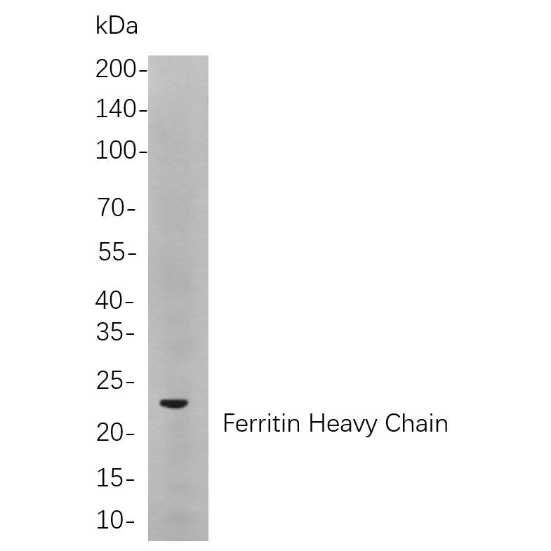 U-Blot® Ferritin Heavy Chain Rabbit mAb - Ucallm