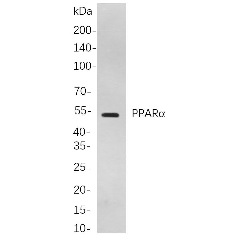 U-Blot® PPARα Rabbit mAb - Ucallm