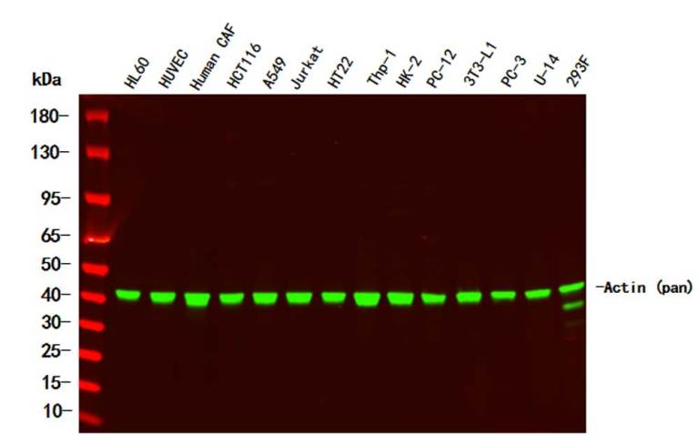 Actin (pan) Rabbit Monoclonal Antibody - Ucallm