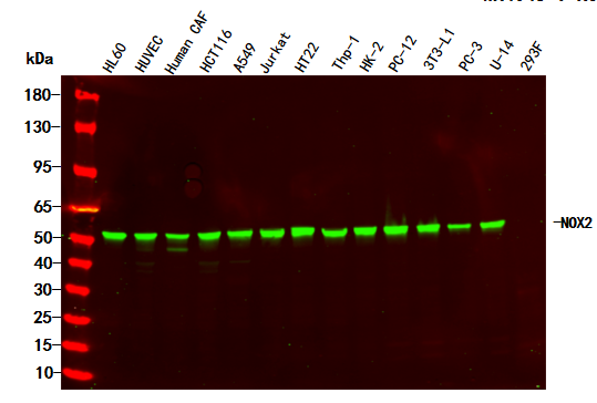 NOX2 Rabbit Monoclonal antibody - Ucallm